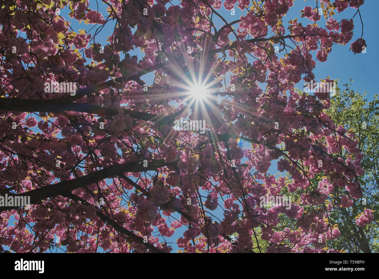 Sky through branches of cherry blossom tree hi-res stock photography ...