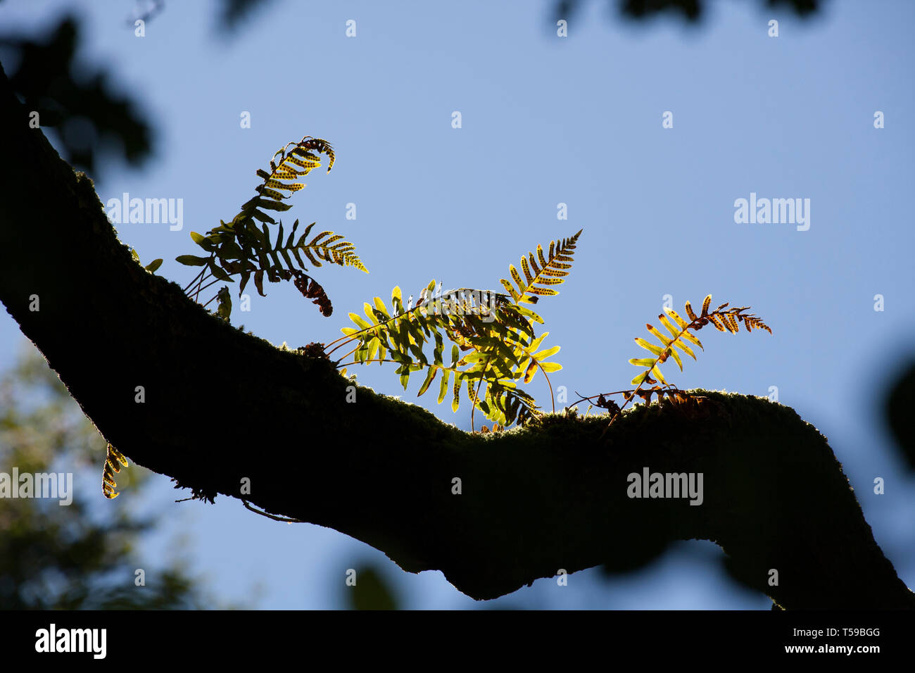 Polypodium ferns hi-res stock photography and images - Alamy