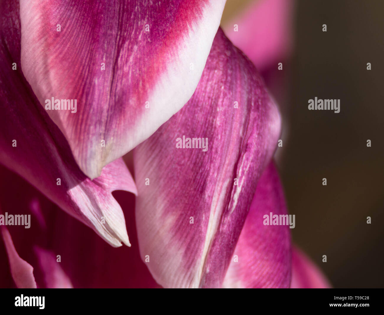 Studio Shot of Magenta Colored Tulip Flowers Isolated on White ...