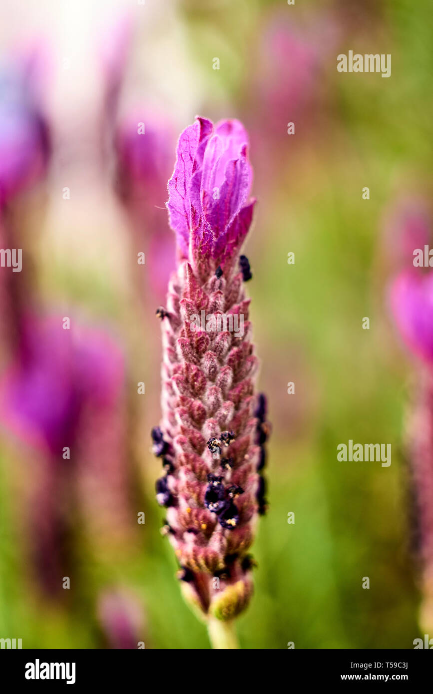 Beautiful lavander hi-res stock photography and images - Alamy