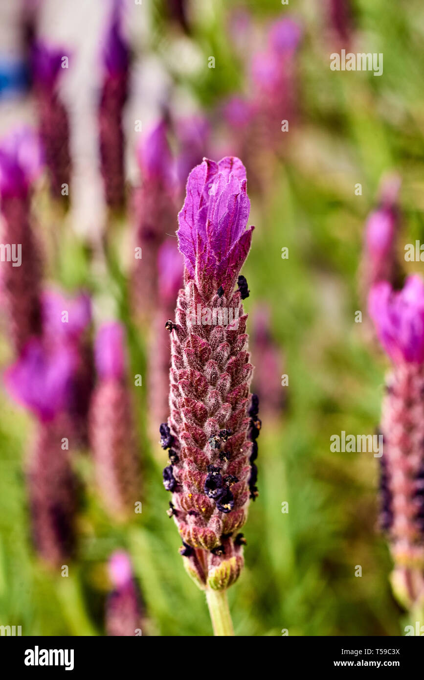 Beautiful lavander hi-res stock photography and images - Alamy