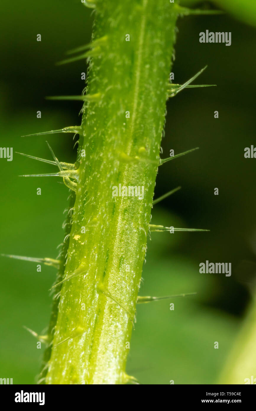 Nettle poison hi-res stock photography and images - Alamy