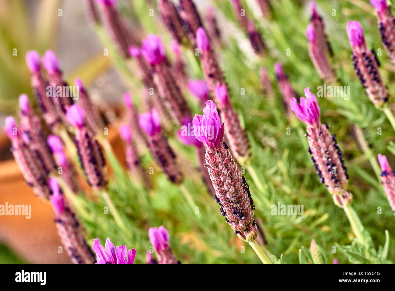Beautiful lavander hi-res stock photography and images - Alamy