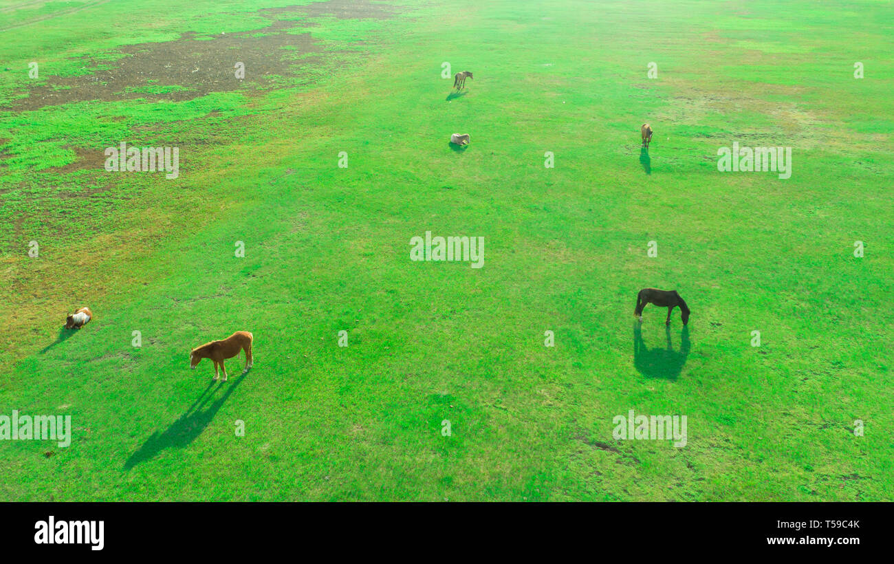 Pasture drone hi-res stock photography and images - Alamy