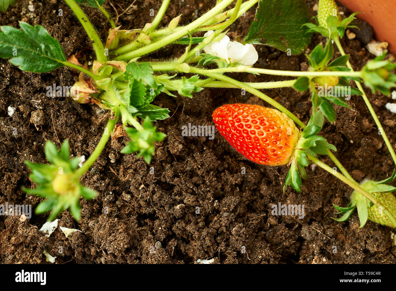 Red strawberry, growing outside in soil Stock Photo - Alamy