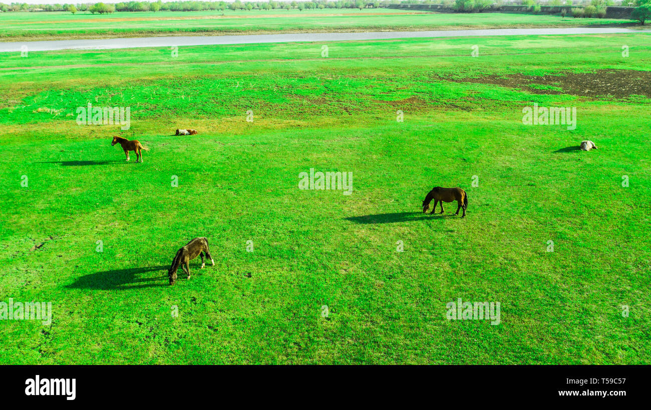 Animals interacting environment hi-res stock photography and images - Alamy