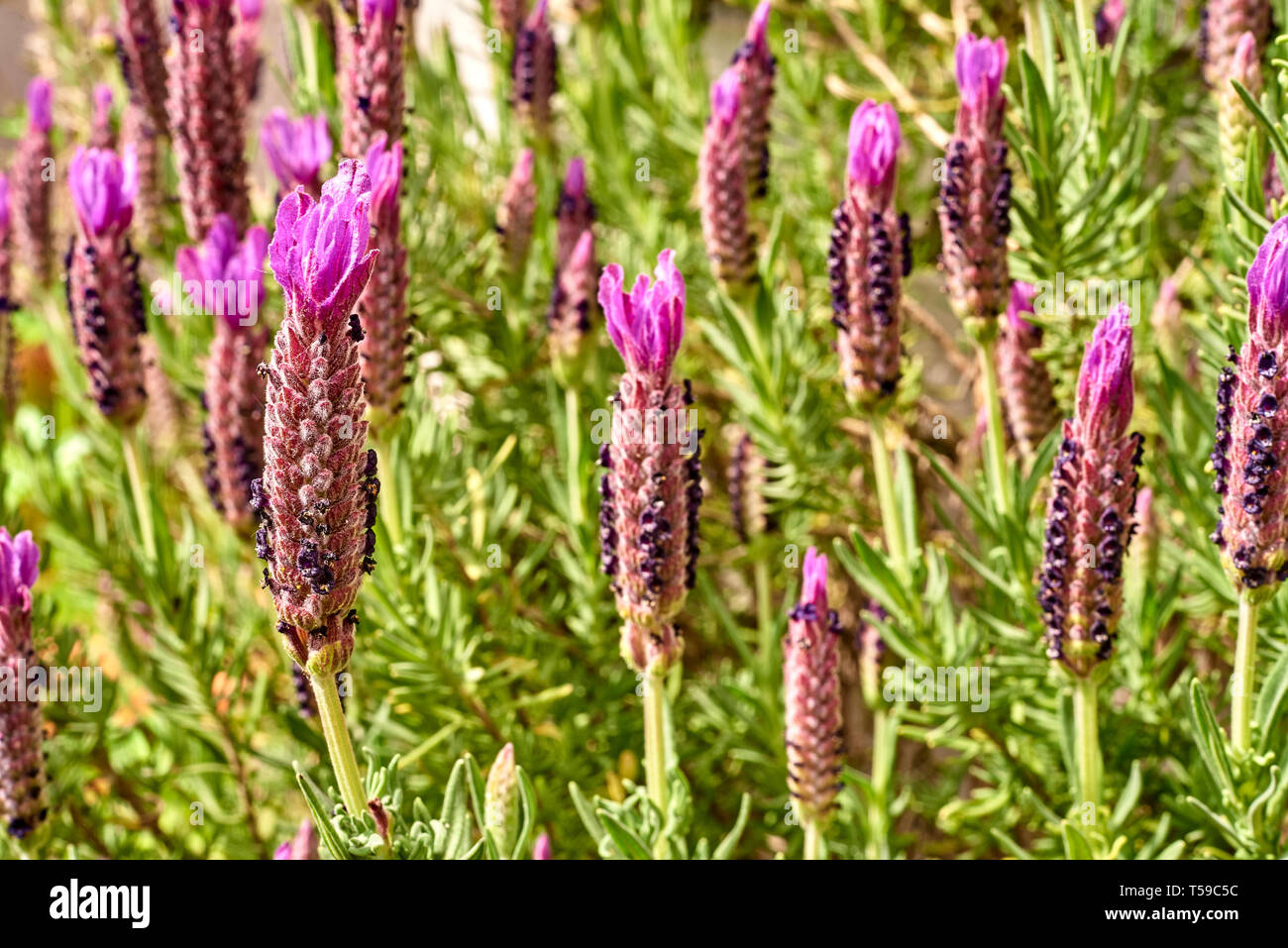 Lavander flower hi-res stock photography and images - Alamy