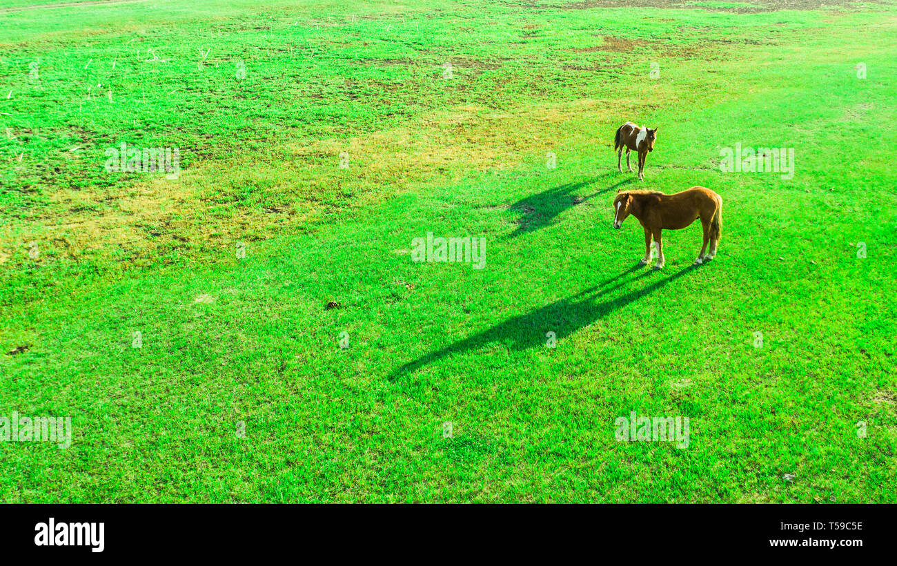 Animals interacting environment hi-res stock photography and images - Alamy