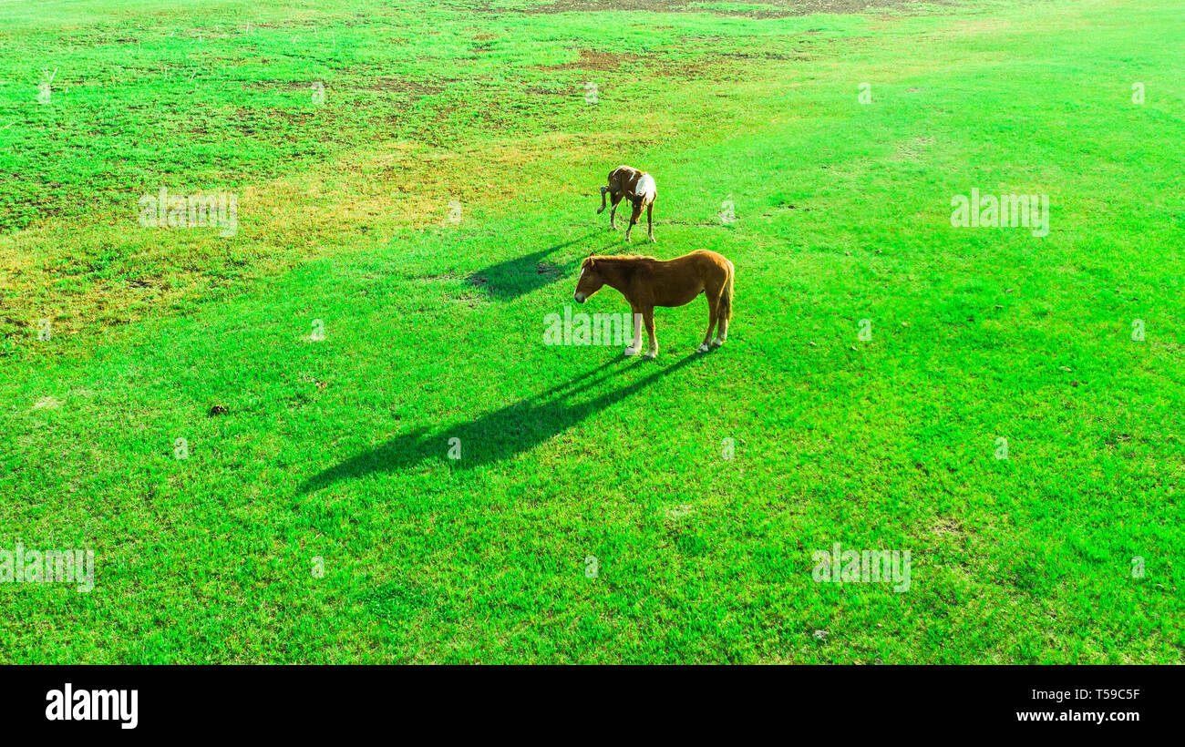 Drone pasture hi-res stock photography and images - Alamy