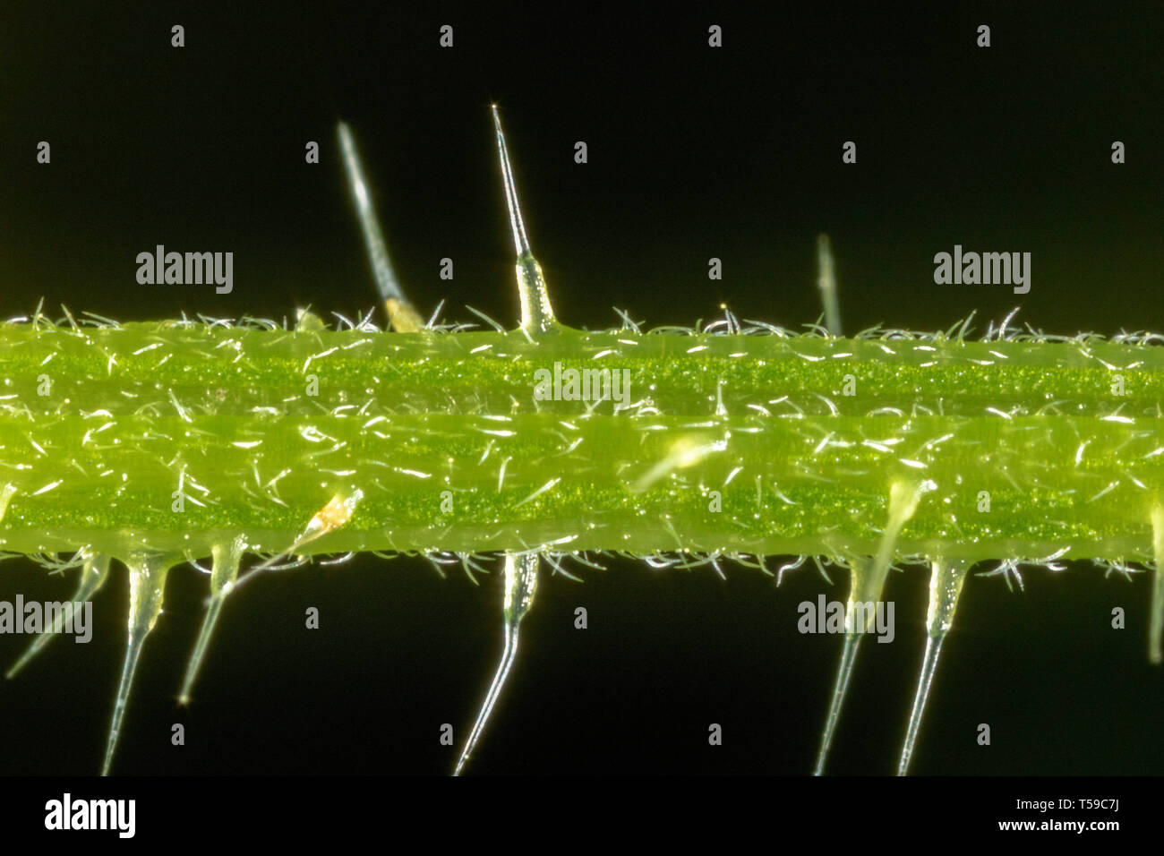 Sting nettle trichome hi-res stock photography and images - Alamy