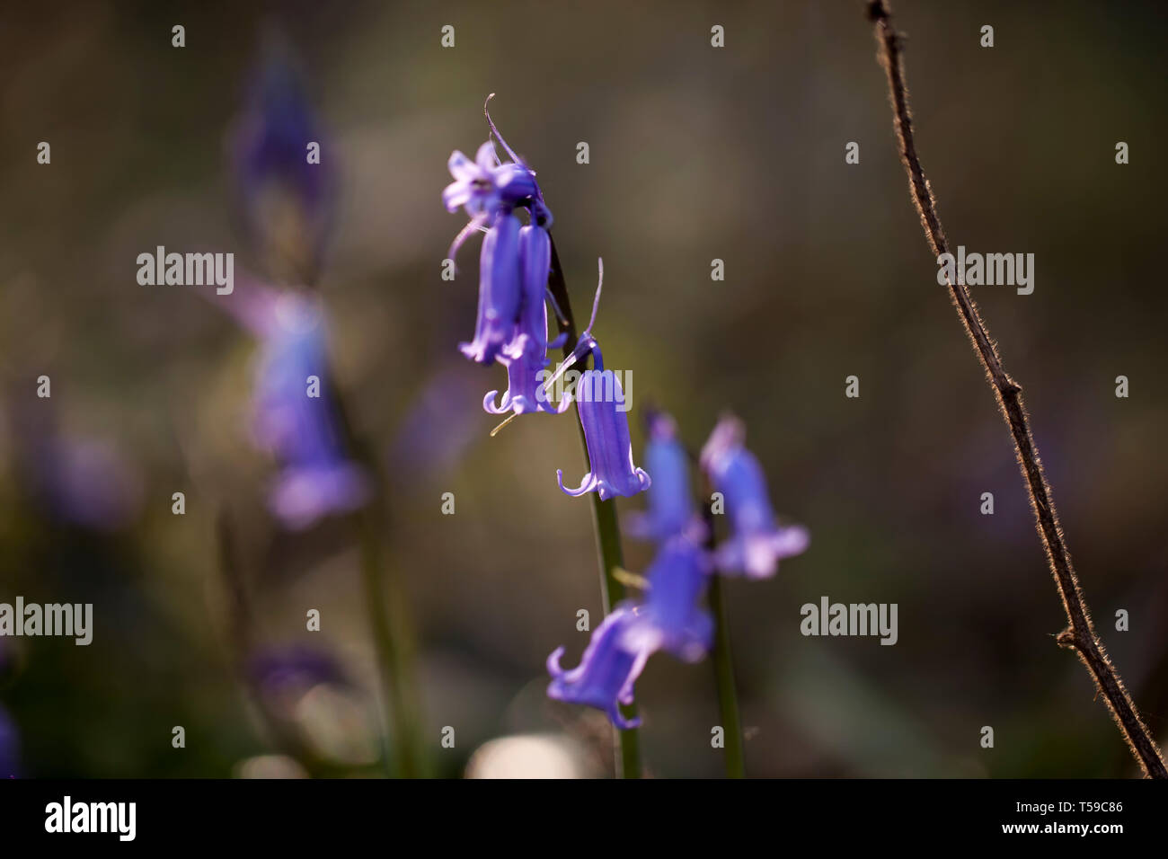 Close up bluebell english garden british uk native hyacinthoides non ...