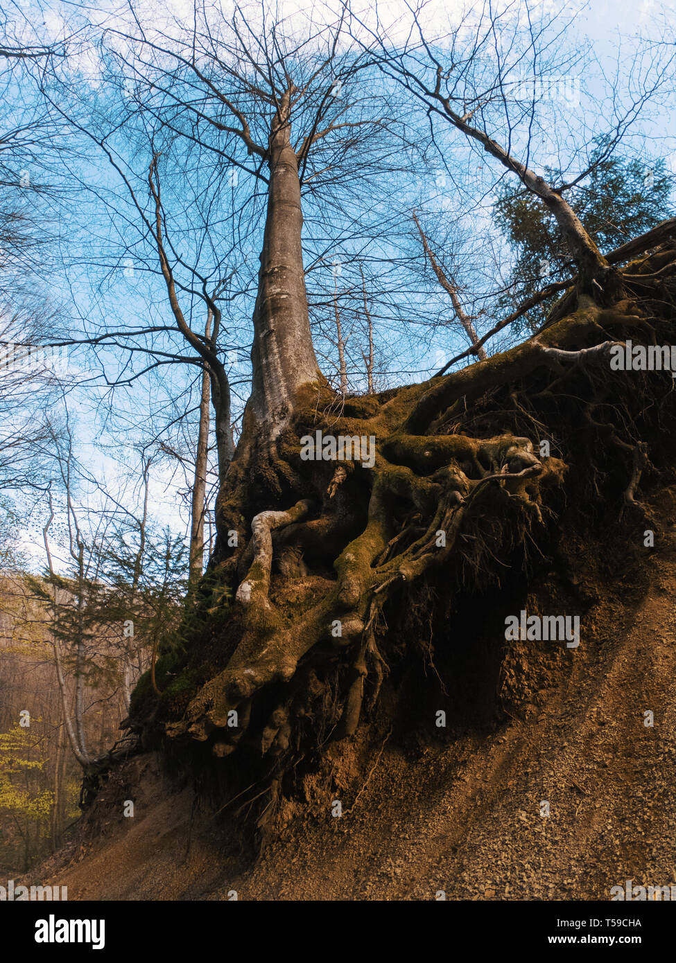 Old tree roots wrapped around hi-res stock photography and images - Alamy