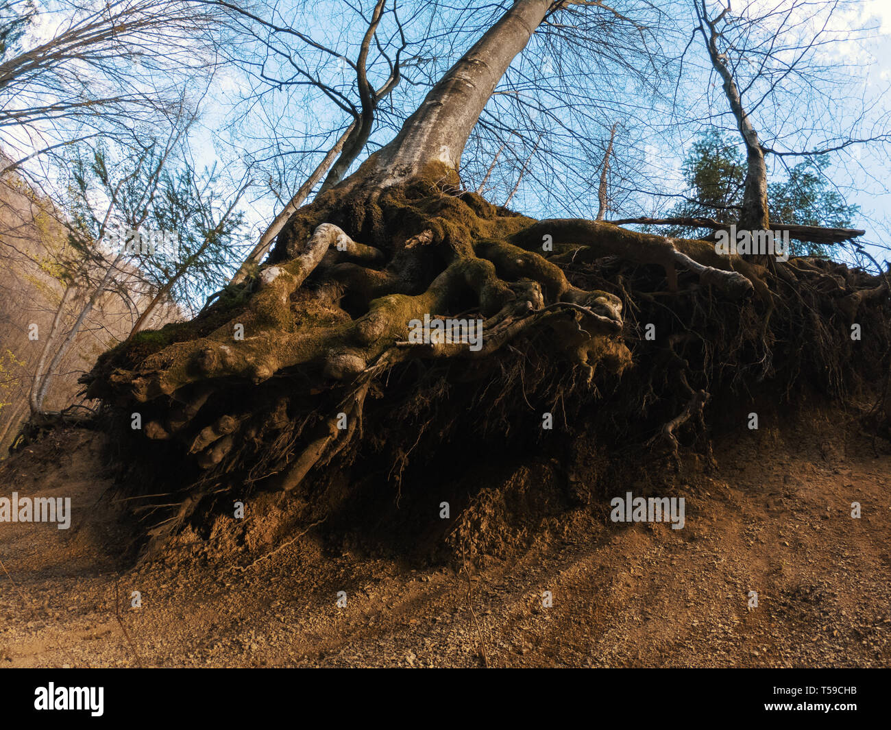 Old tree roots wrapped around hi-res stock photography and images - Alamy