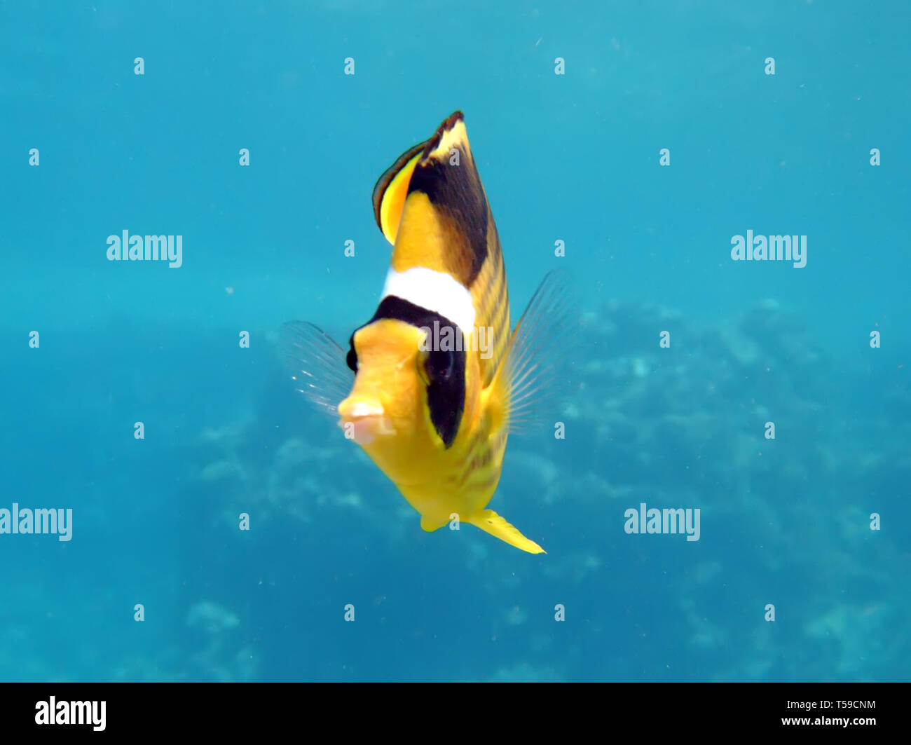 Red Sea Raccoon Butterflyfish (Chaetodon fasciatus Stock Photo - Alamy