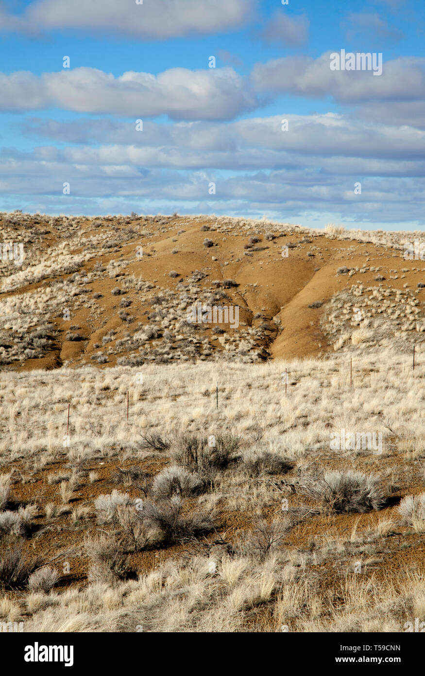 High desert brush on hillside, red soil, blue sky, US, 2017 Stock Photo ...