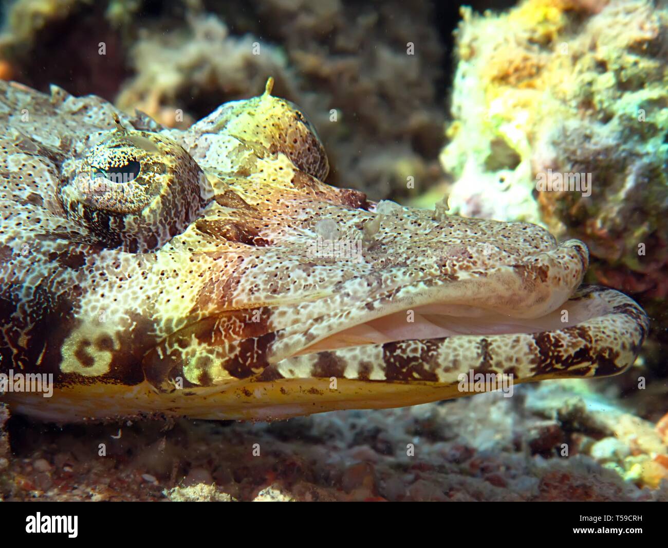 indian ocean crocodilefish (papilloculiceps longiceps Stock Photo - Alamy