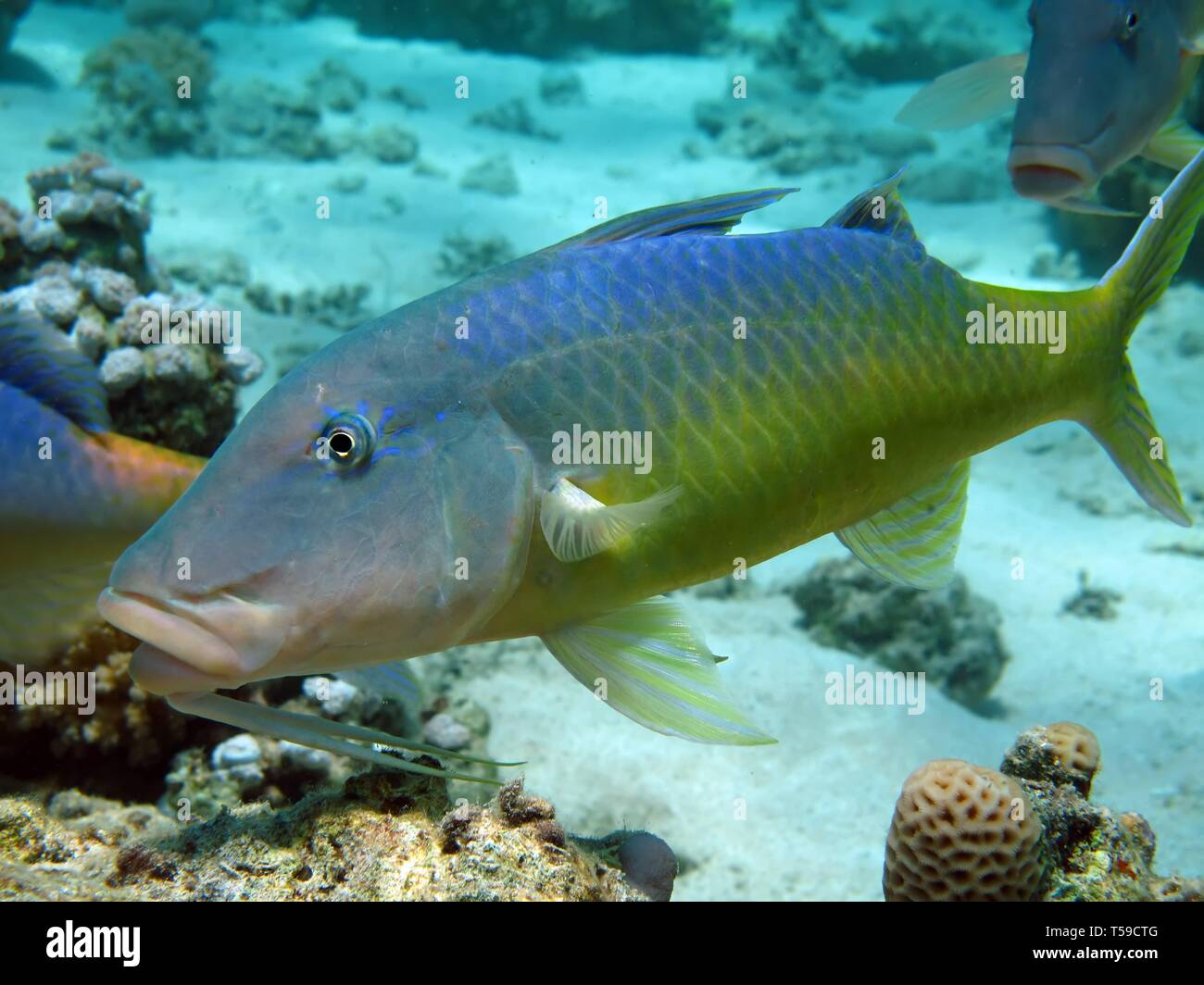 Yellow saddle goat fish hi-res stock photography and images - Alamy