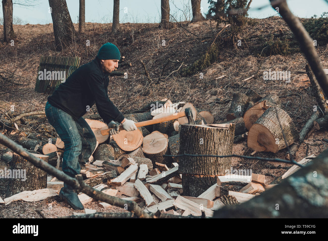 A chilly man harvests wood for cold winter cutting a thick solid ash ...