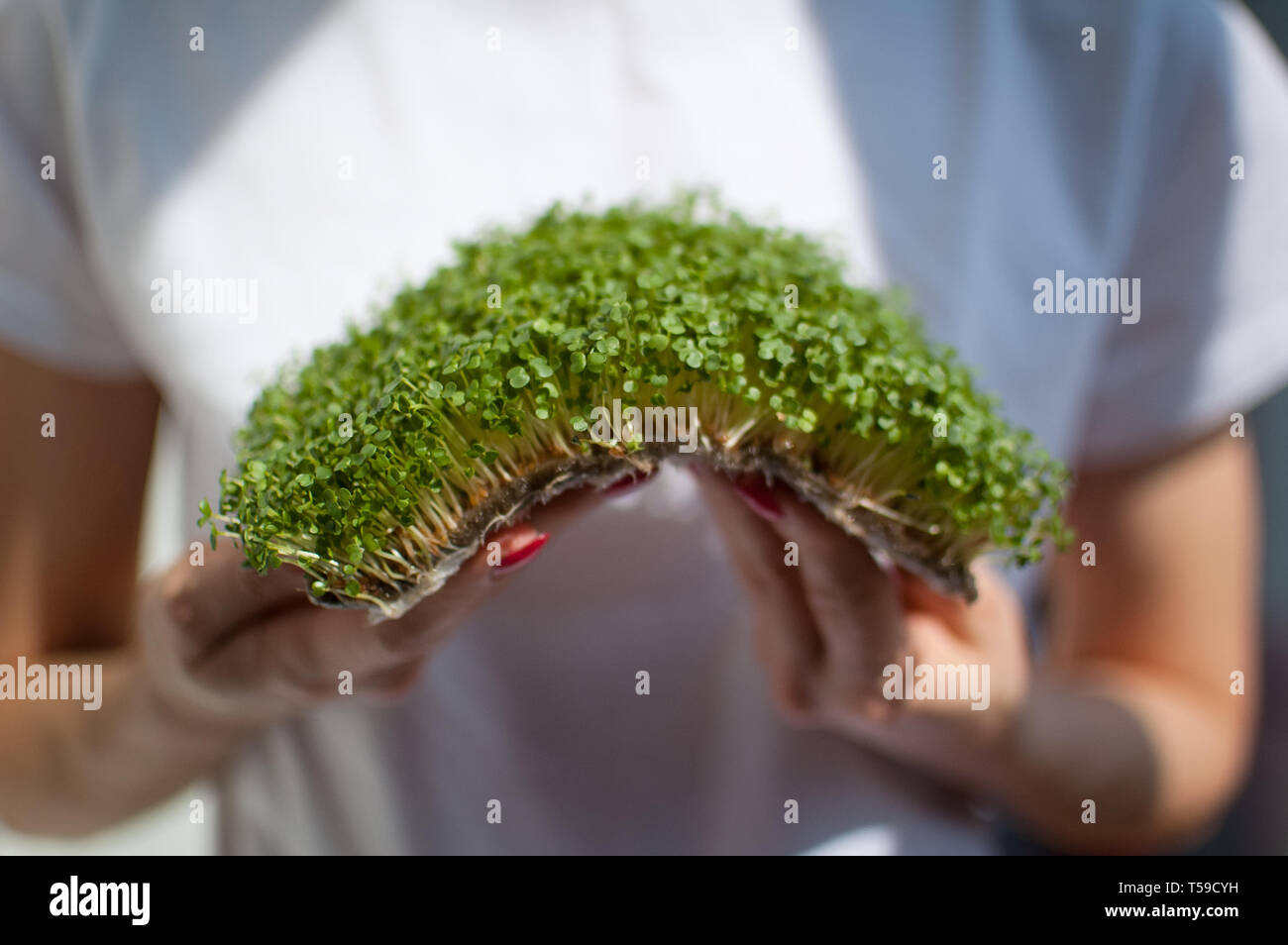 Female model is holding a piece of raw sprouted microgreens on her ...