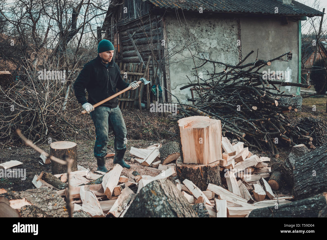 A strong man harvests firewood for the winter in the back yard of the ...
