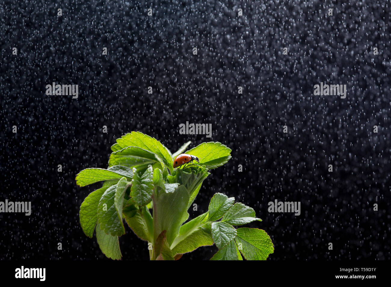 Mysterious photo of ladybug under the rain Stock Photo - Alamy
