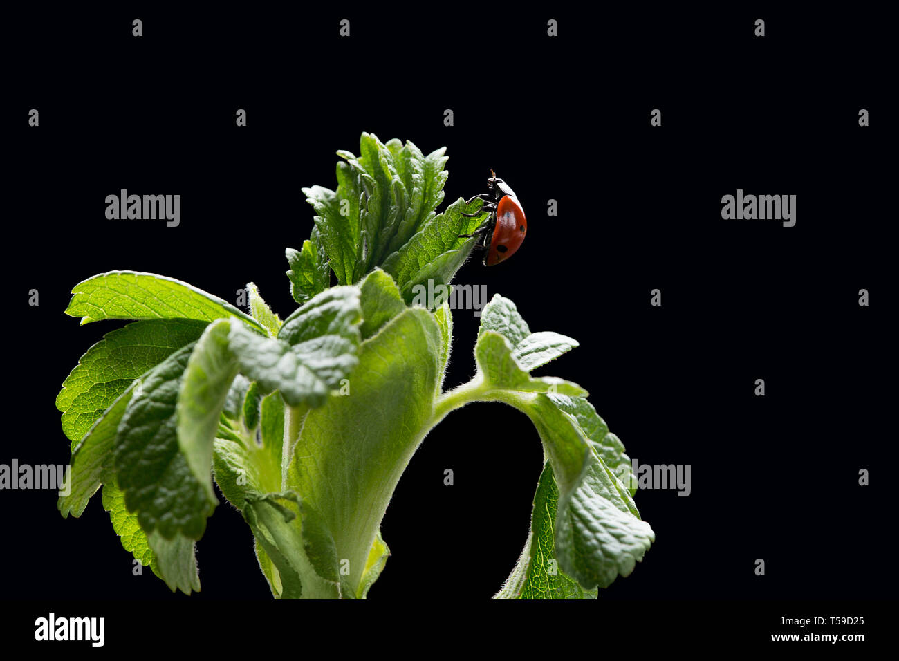 Ladybug eating leaf hi-res stock photography and images - Alamy