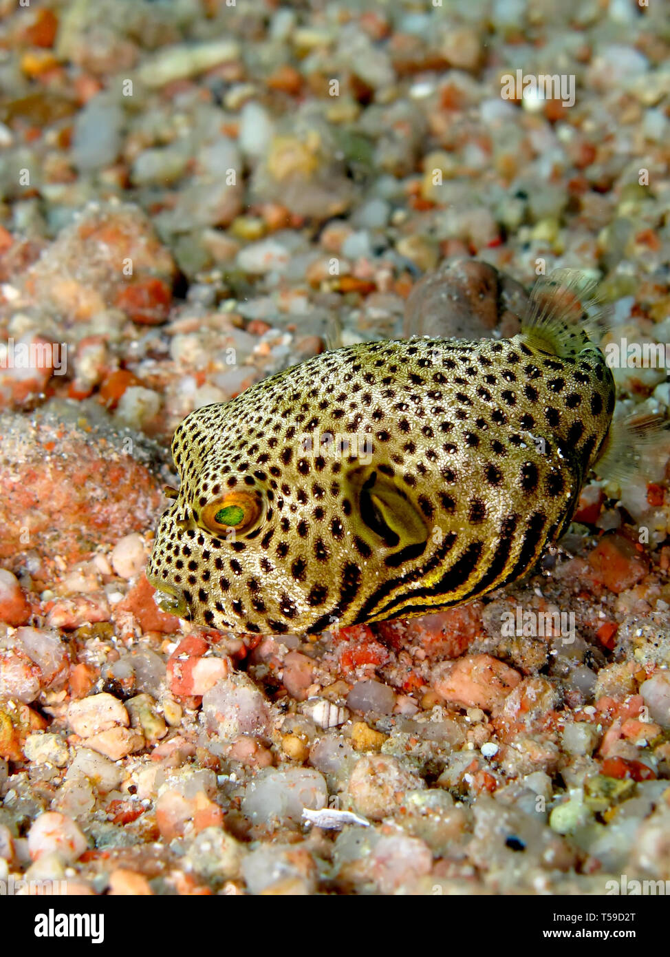 Baby Starry Puffer (Arothron stellatus Stock Photo - Alamy