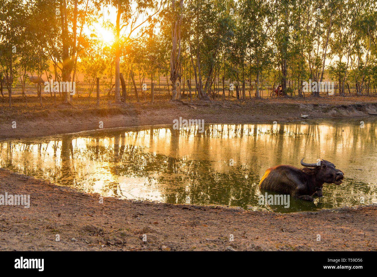 Asian water buffalo isolated hi-res stock photography and images - Alamy