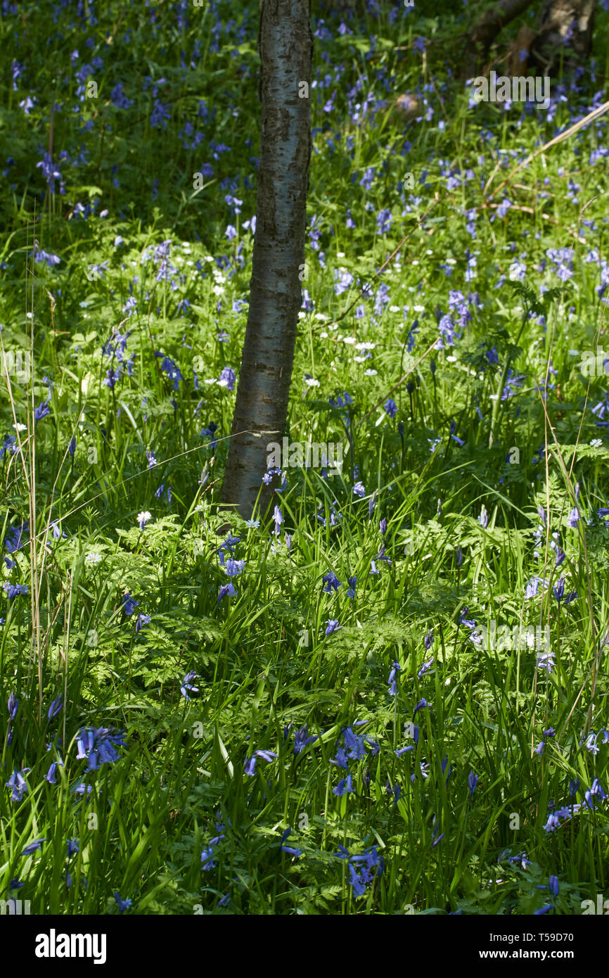 Abstract nature photograph of woodland floor in the weak spring ...