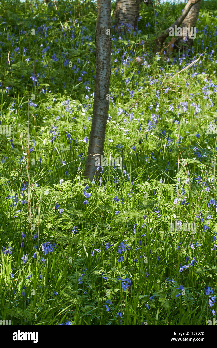 Abstract nature photograph of woodland floor in the weak spring ...