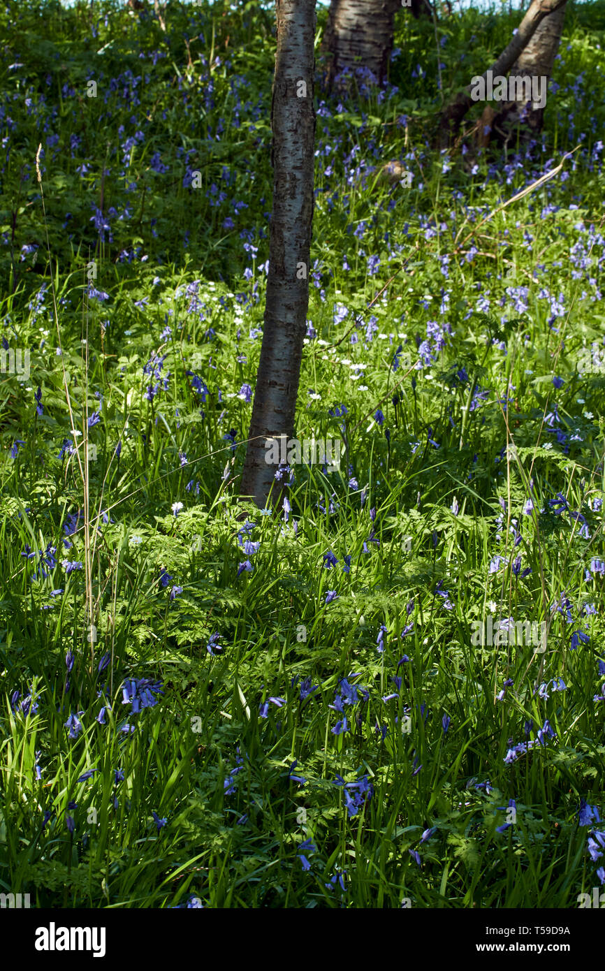 Abstract nature photograph of woodland floor in the weak spring ...