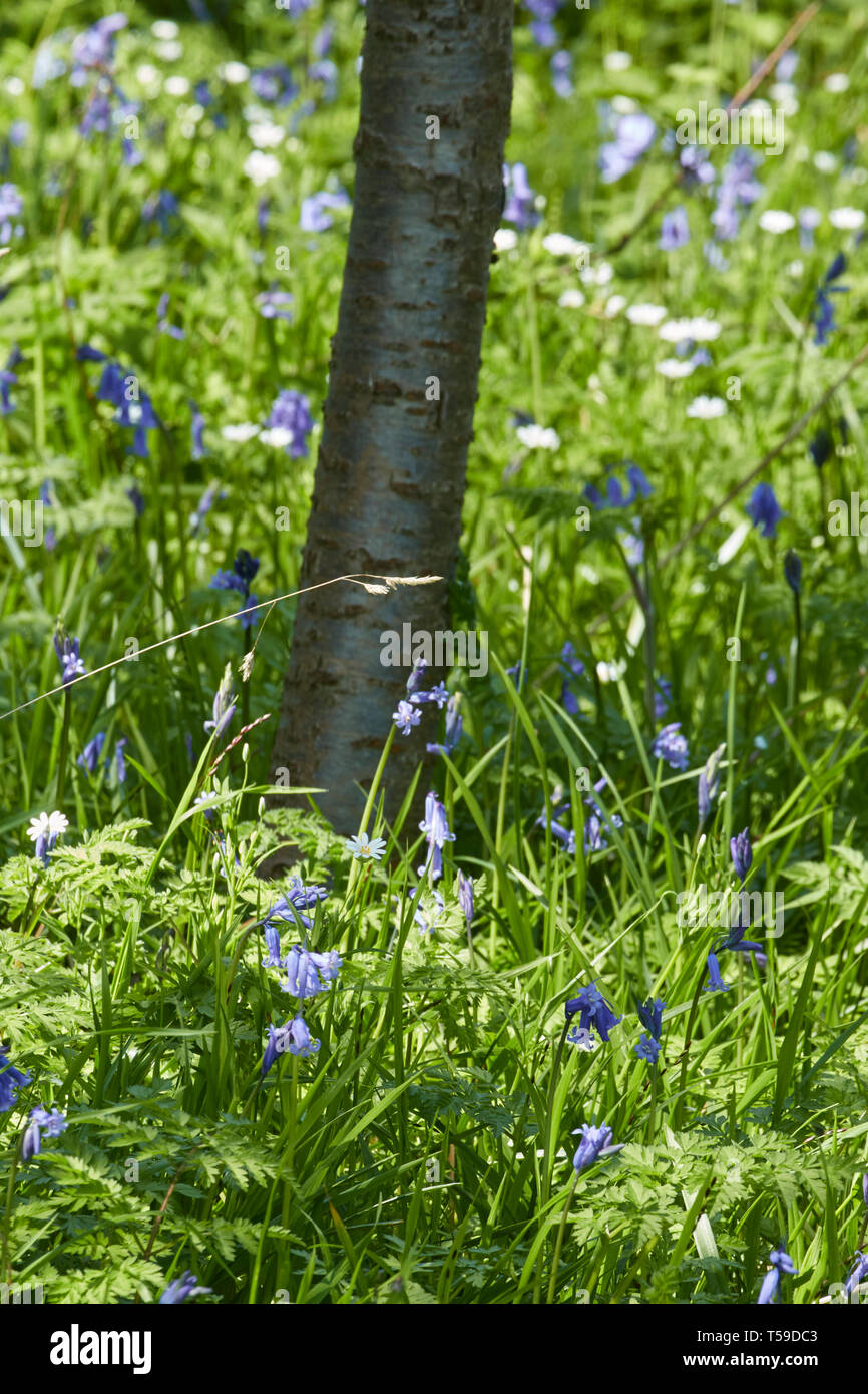 Abstract nature photograph of woodland floor in the weak spring ...