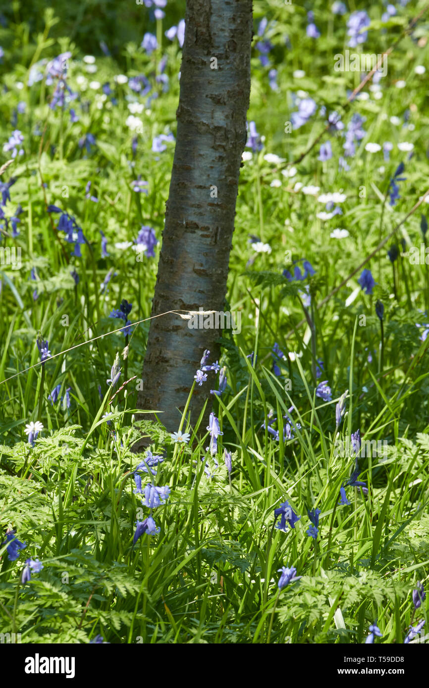 Abstract nature photograph of woodland floor in the weak spring ...