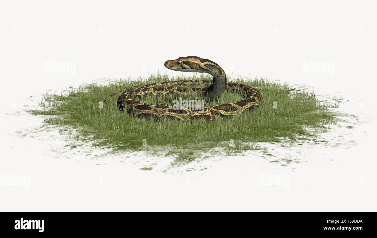 Python snake in grass isolated on white background Stock Photo - Alamy