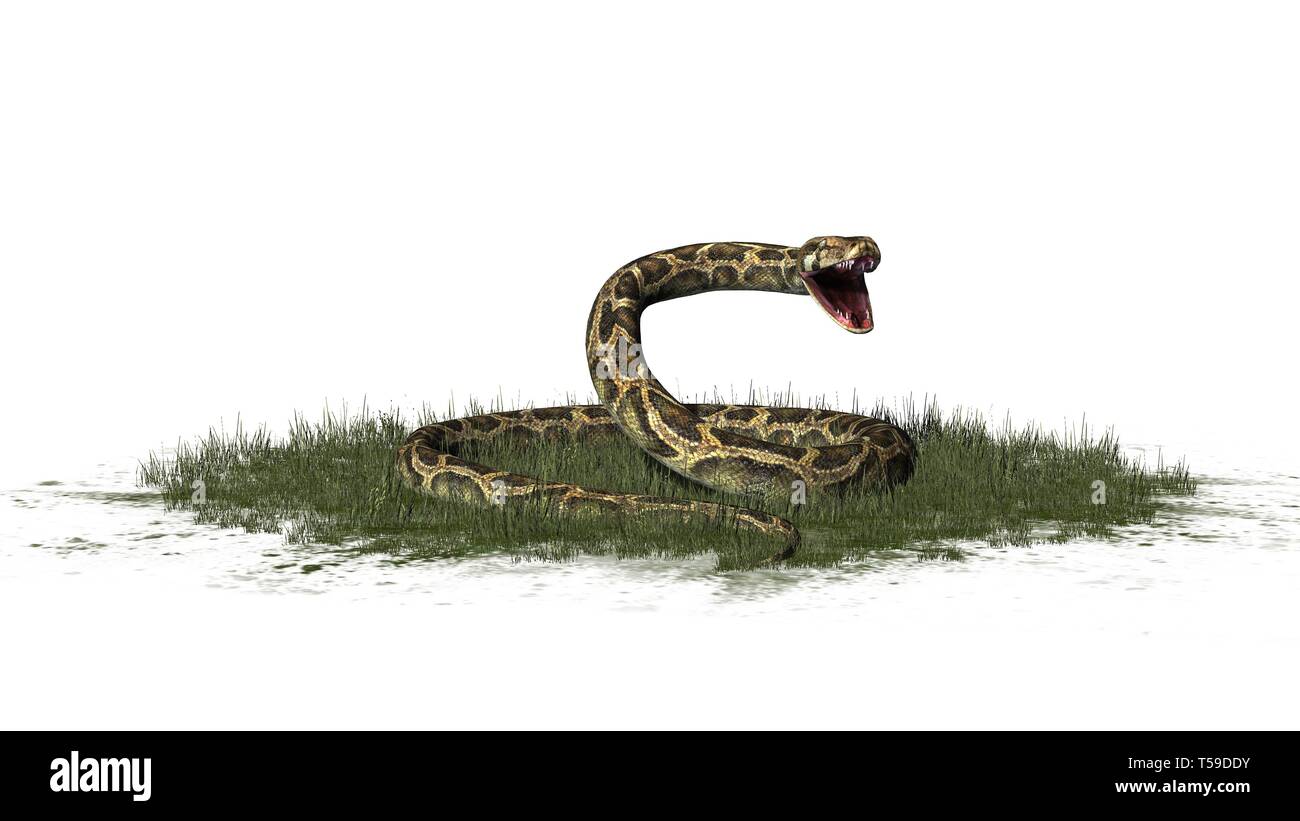 Python snake in grass isolated on white background Stock Photo - Alamy