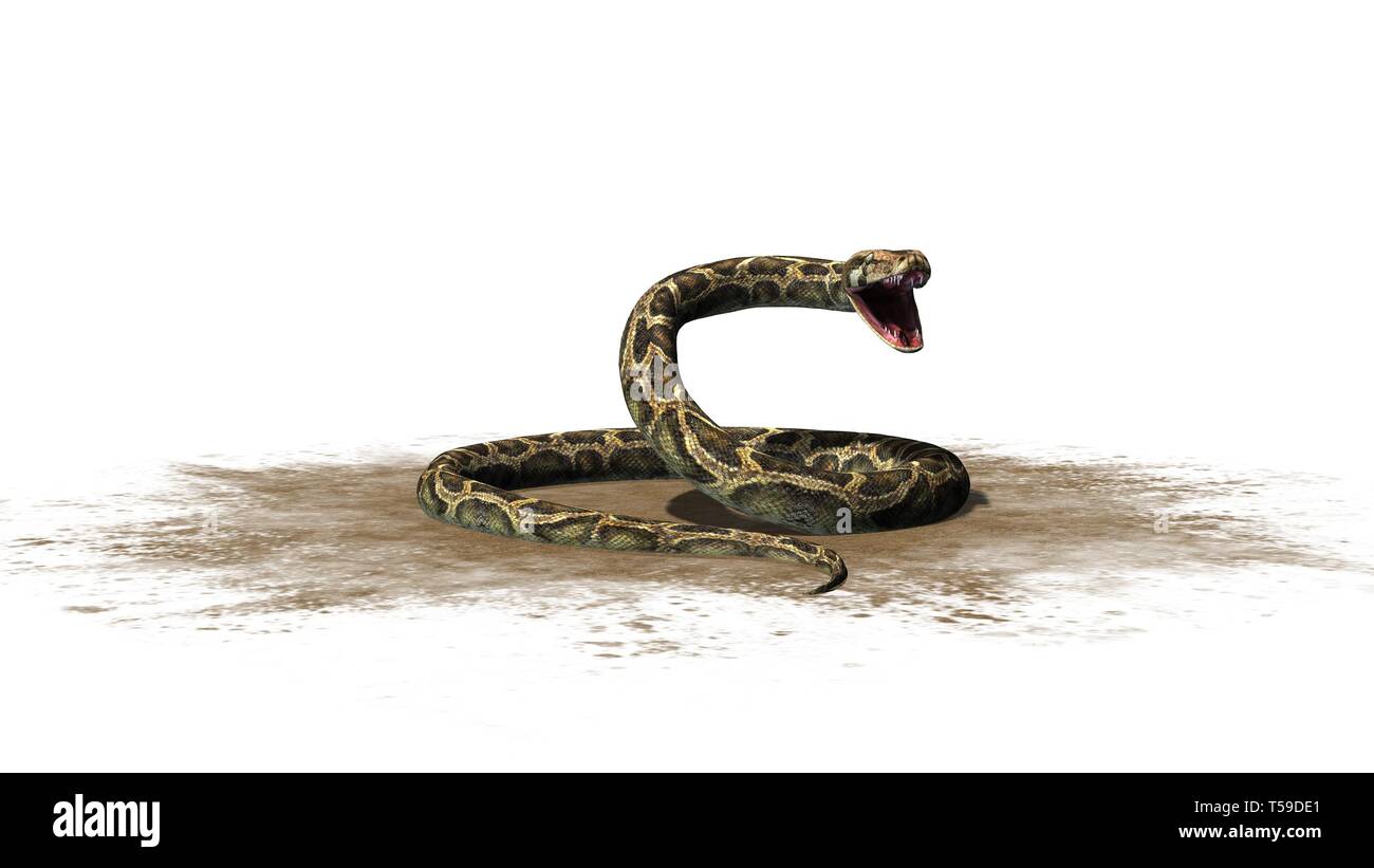 Python snake on a sand area isolated on white background Stock Photo ...