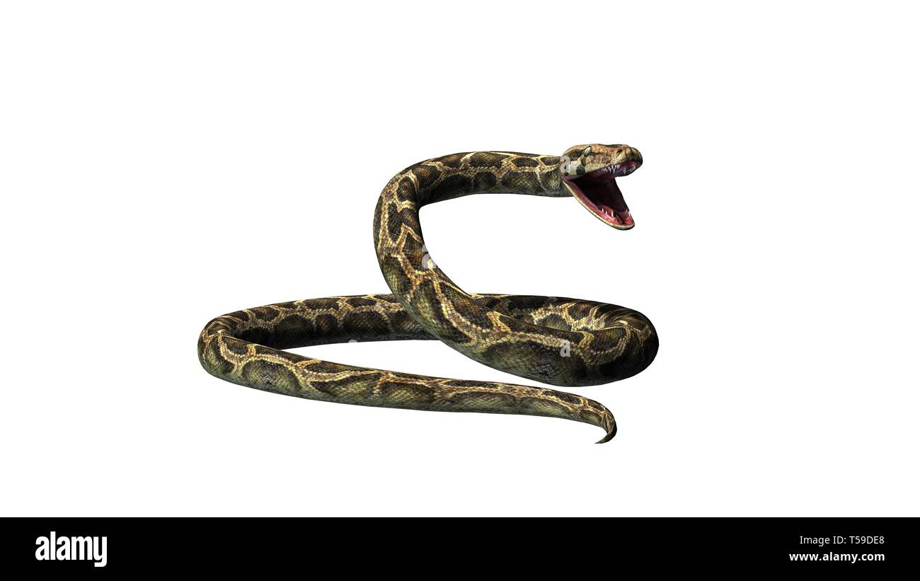 Python snake - isolated on white background Stock Photo - Alamy