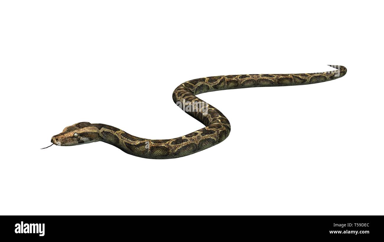 Python snake - isolated on white background Stock Photo - Alamy