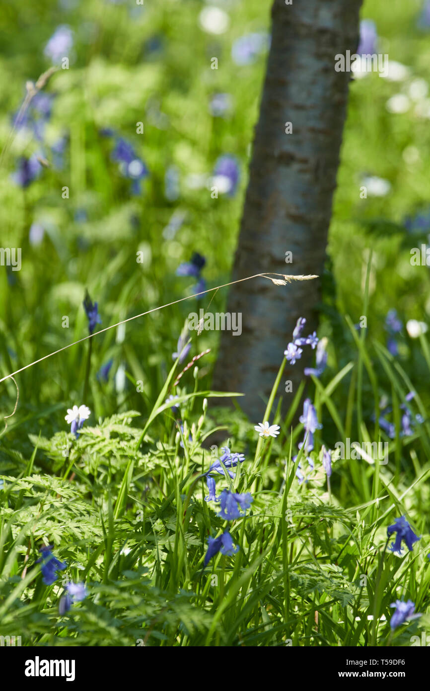 Abstract nature photograph of woodland floor in the weak spring ...