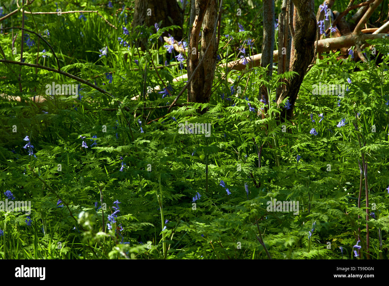Abstract nature photograph of woodland floor in the weak spring ...