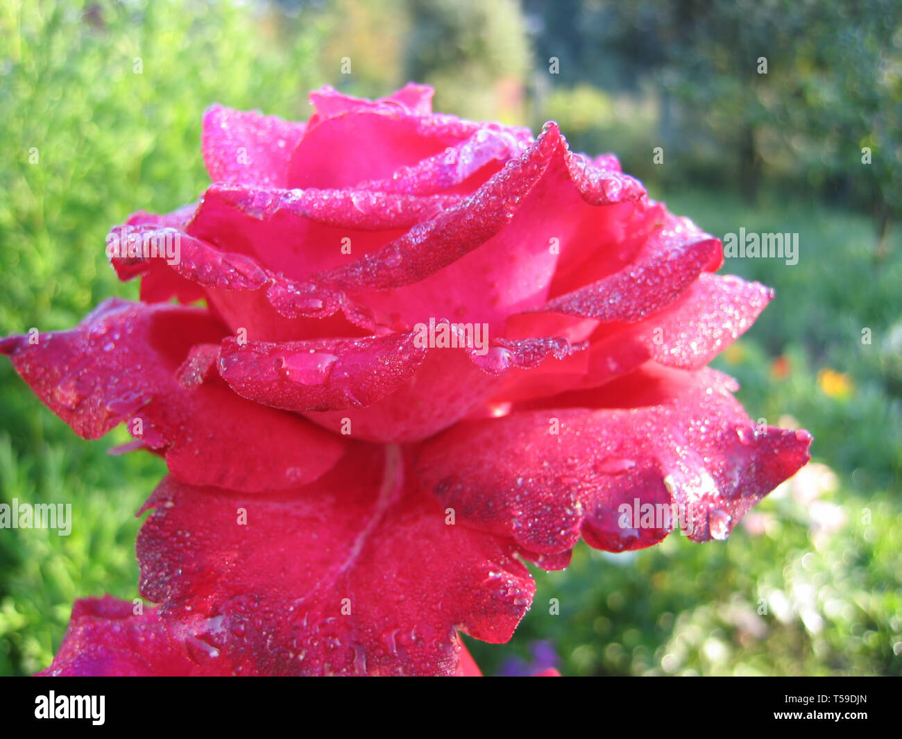 flower of rose with drops of dew in morning garden Stock Photo - Alamy