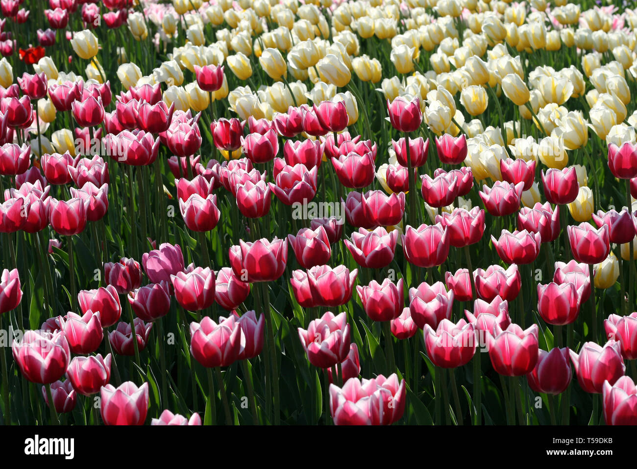 beautiful tulips background Stock Photo - Alamy