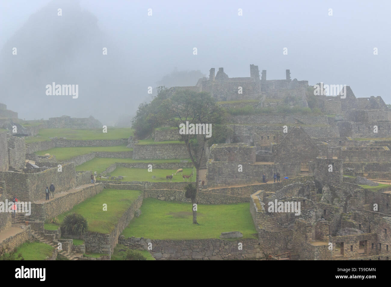 machu picchu covered in morning fog, peru Stock Photo - Alamy