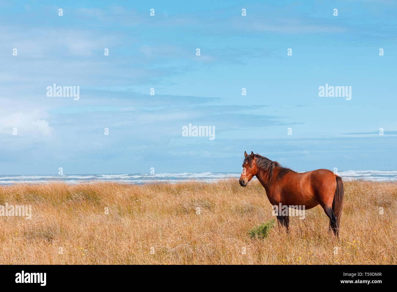 Wild horse on ocean shore Stock Photo - Alamy