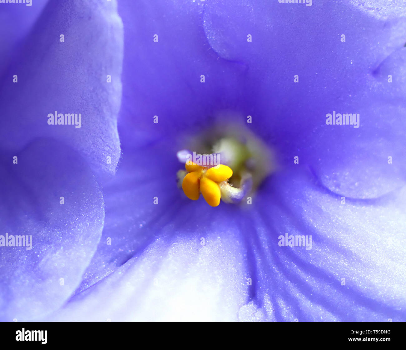 Violet flower wallpaper hi-res stock photography and images - Alamy