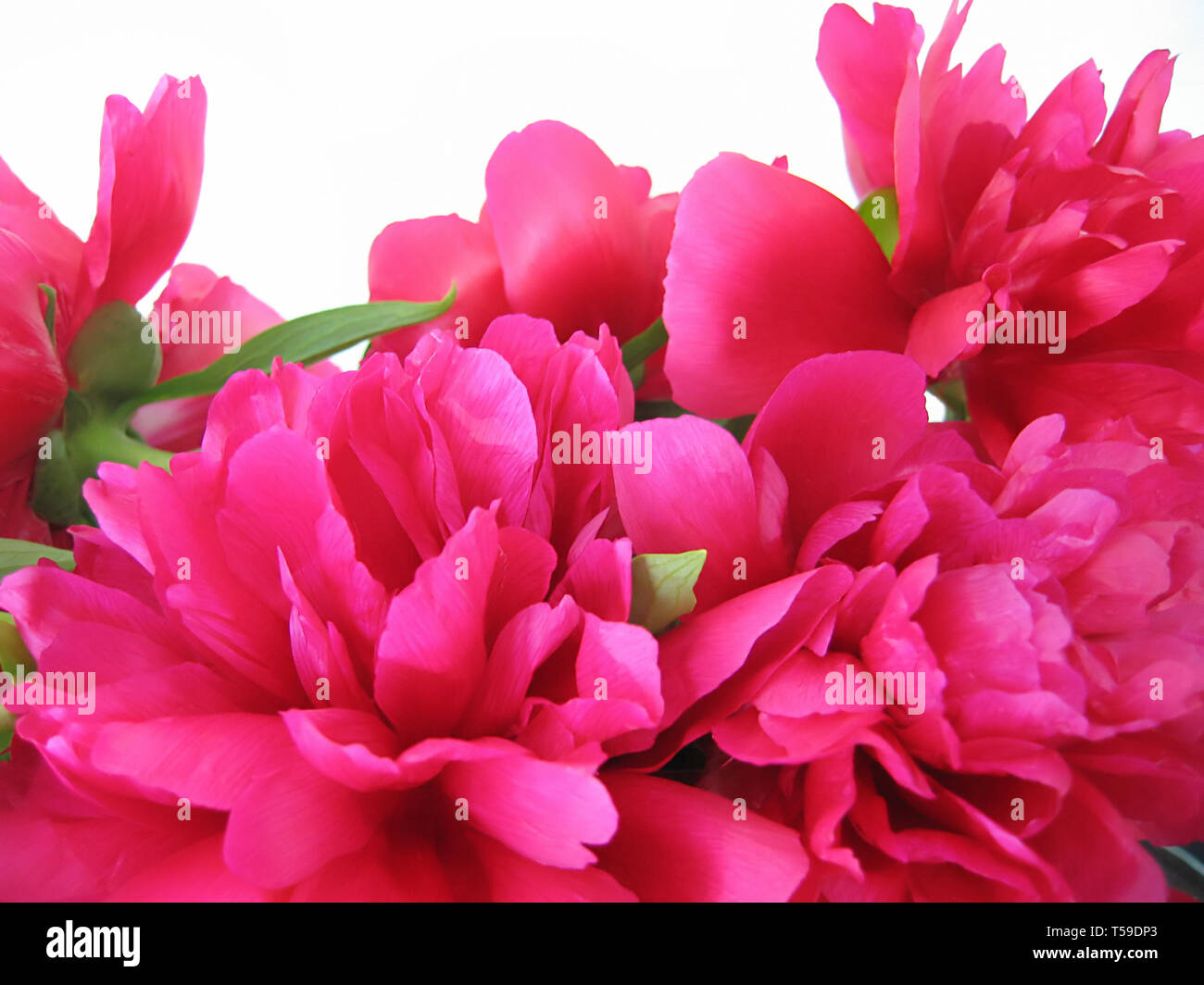 close-up of beautiful peony on white background Stock Photo - Alamy