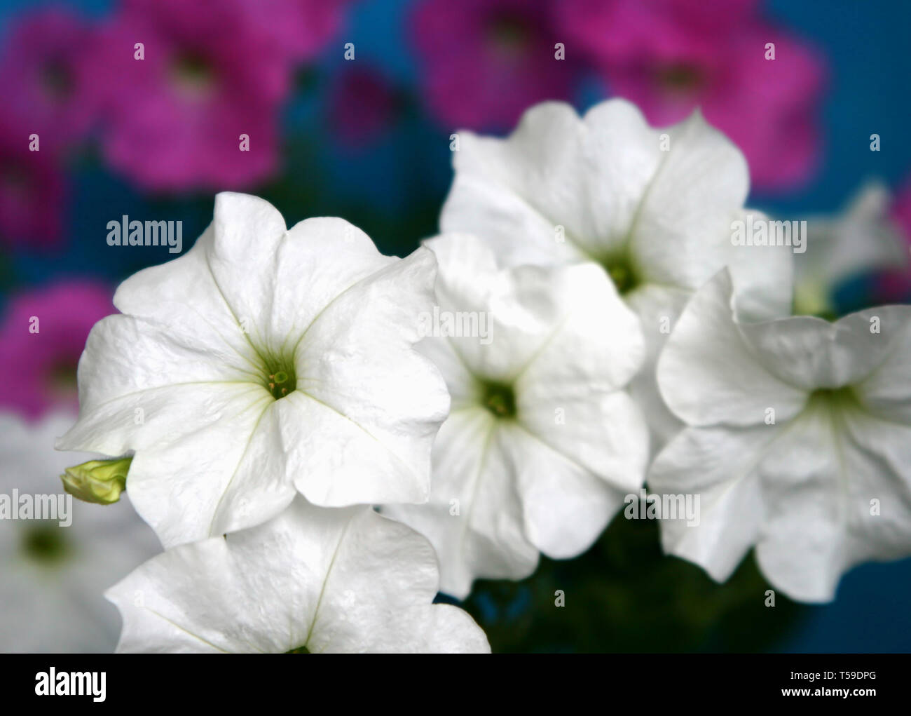 Closeup of beautiful Petunia flowers Stock Photo - Alamy