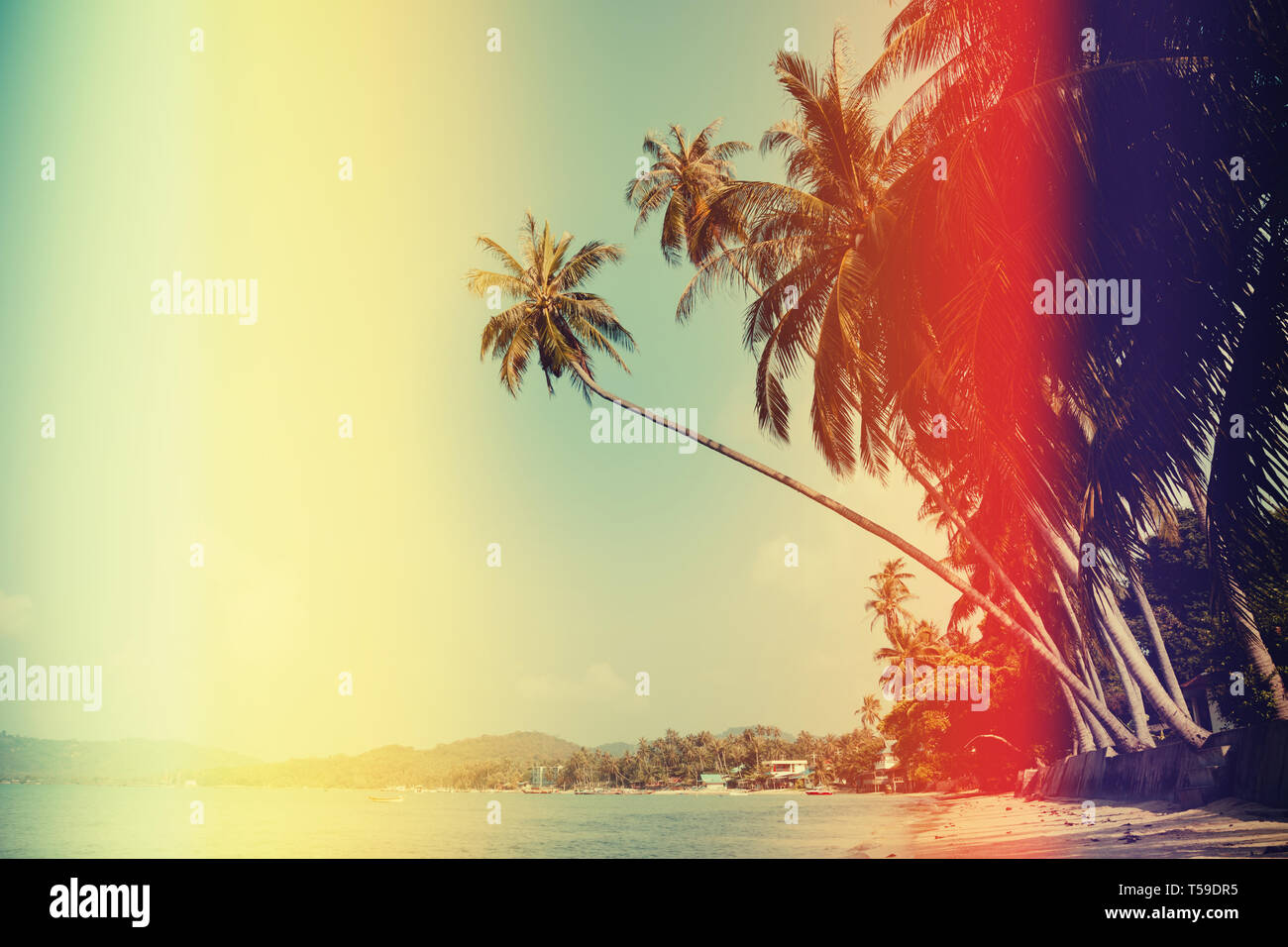 Retro filtered palm tree on tropical beach Stock Photo - Alamy