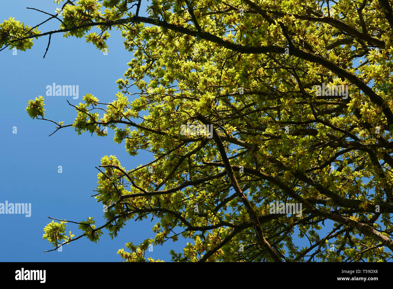 Looking up through spring branches to a clear background of blue sky ...