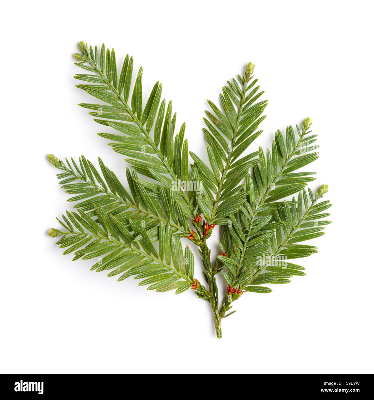 Evergreen tree Cut Out Stock Images & Pictures - Alamy